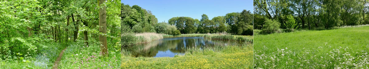 Billesdon Woodland Pool | NatureSpot