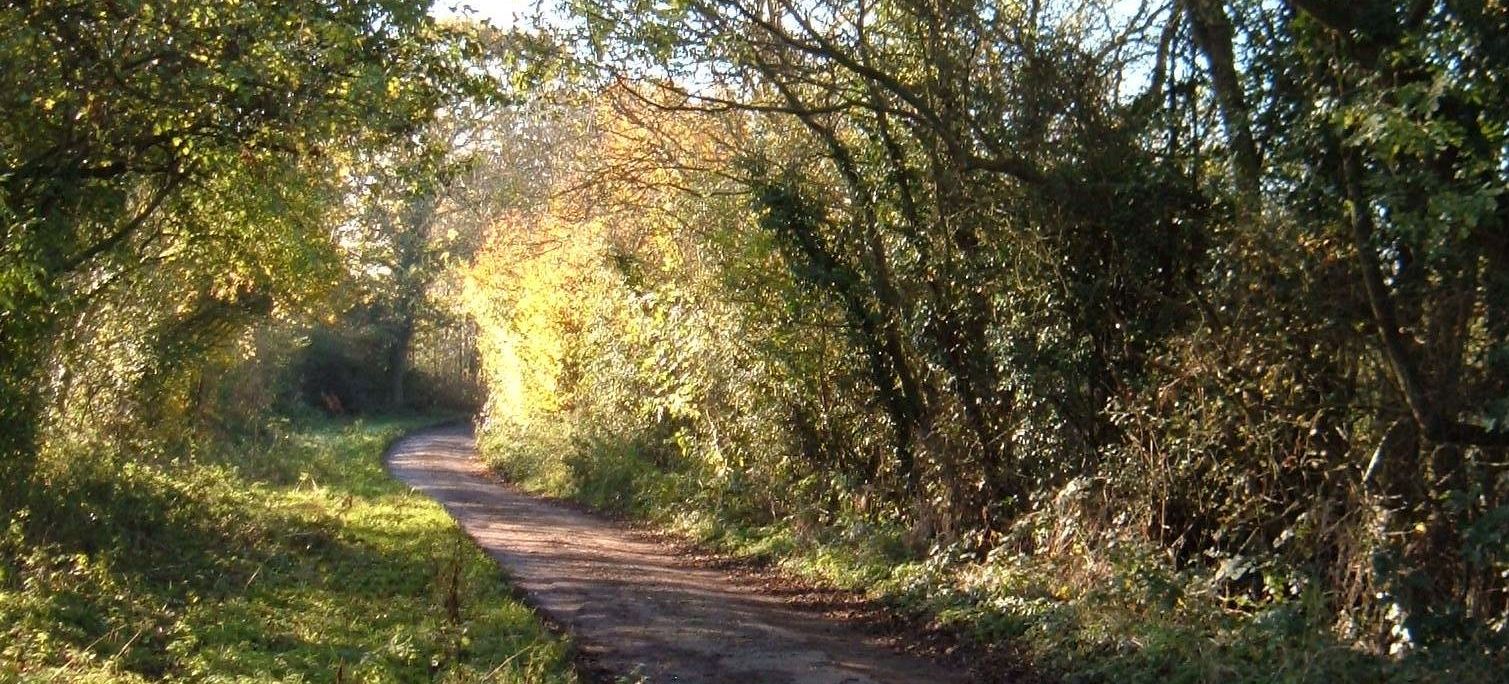 Donkey Lane, Sapcote | NatureSpot