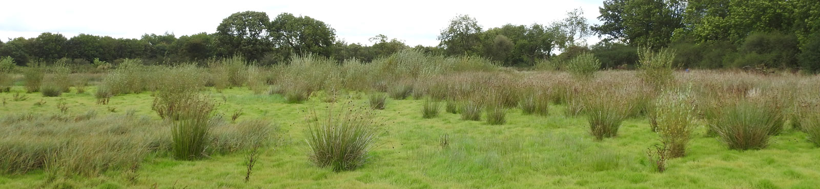 Everards Meadows | NatureSpot