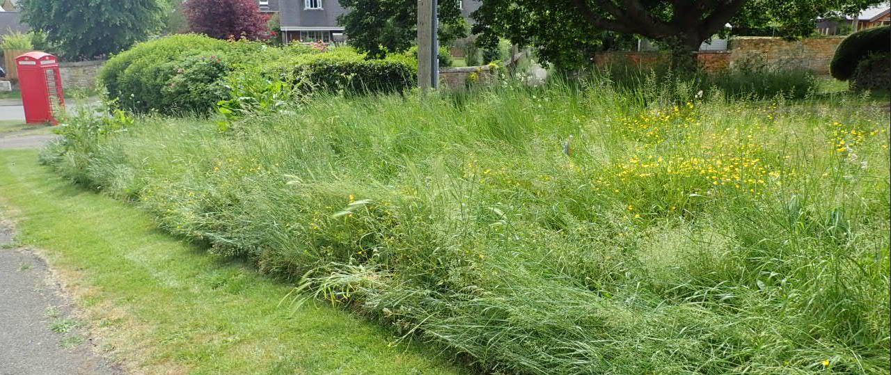 Great Easton Church Bank verge | NatureSpot