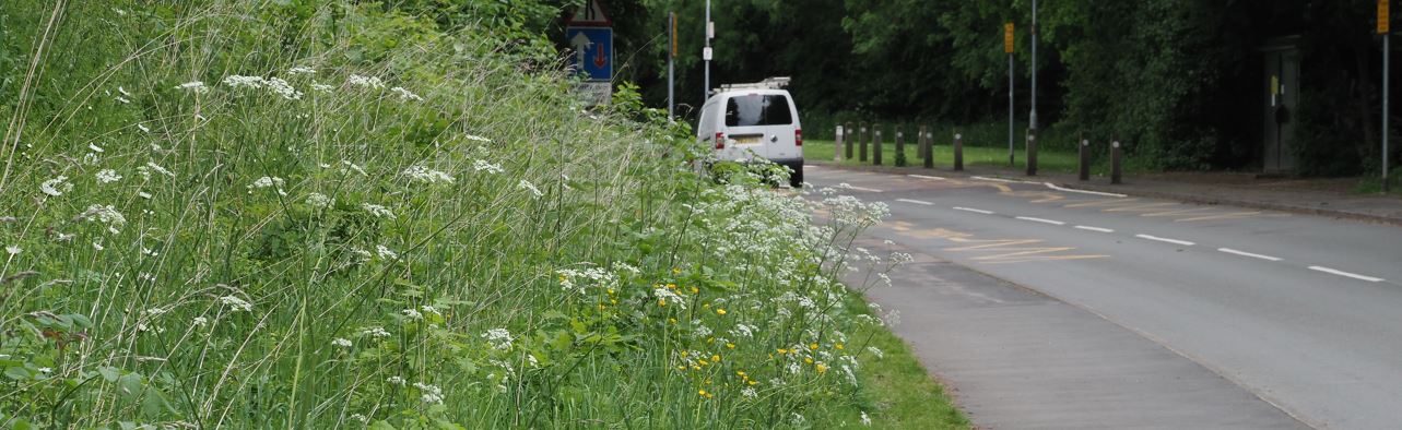 Groby, Ratby Road Verge | NatureSpot