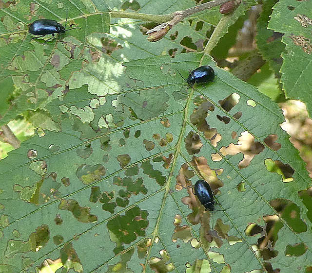 The Downs and Ups of the Alder Leaf Beetle | NatureSpot