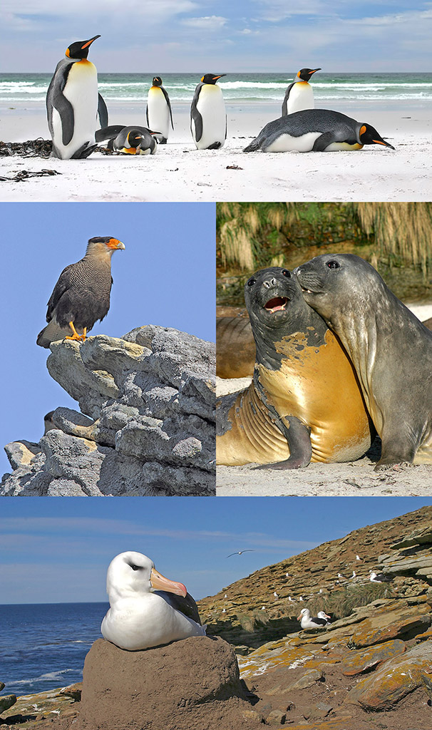 Leicester Lit&Phil Natural History Section - WWW Falklands | NatureSpot