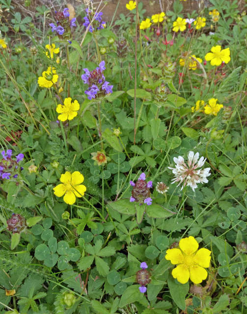 Cropston Wildlife Verge | NatureSpot