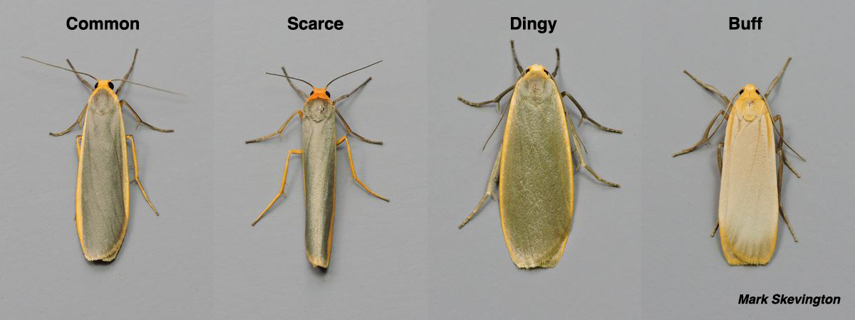 Common Footman | NatureSpot