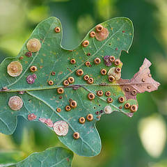 Leicester Lit & Phil Natural History Section - The Challenging World of ...