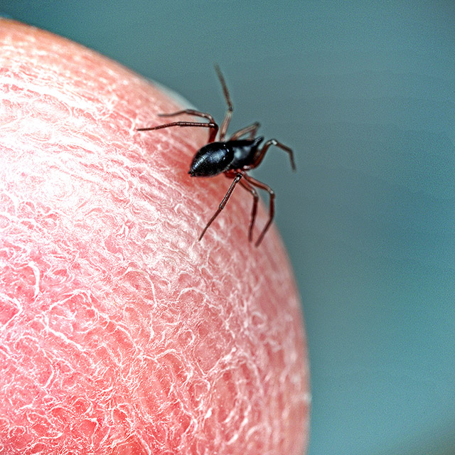 Knighton Wild: Incy Wincy Spiders | NatureSpot