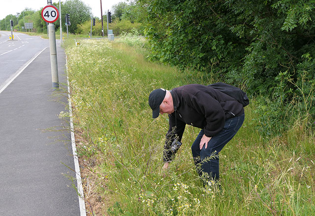 Can you help to record the wildlife on road verges? | NatureSpot