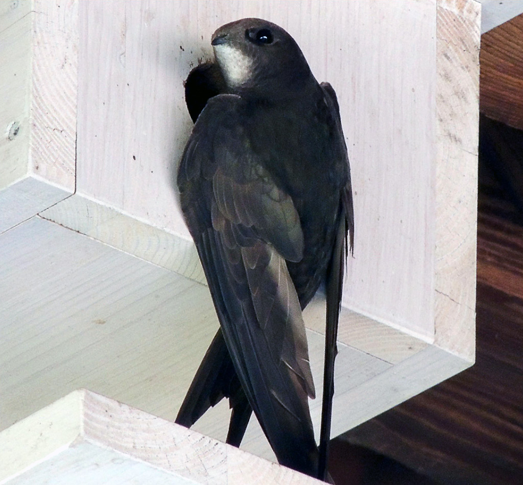 Free Swift Nest Boxes | NatureSpot