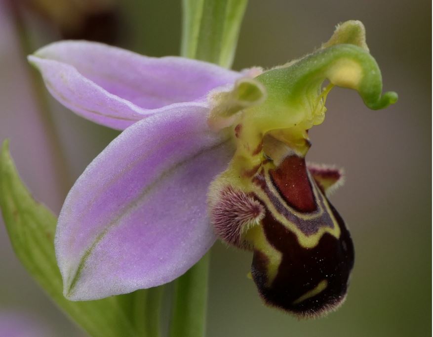 Bee Orchid | NatureSpot