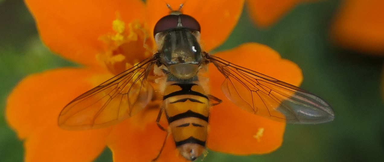 Hoverflies | NatureSpot