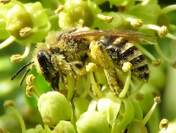 Ivy Bees Reach Thurlaston | NatureSpot