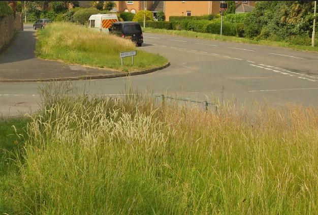 Quorn, Northage Close verge | NatureSpot