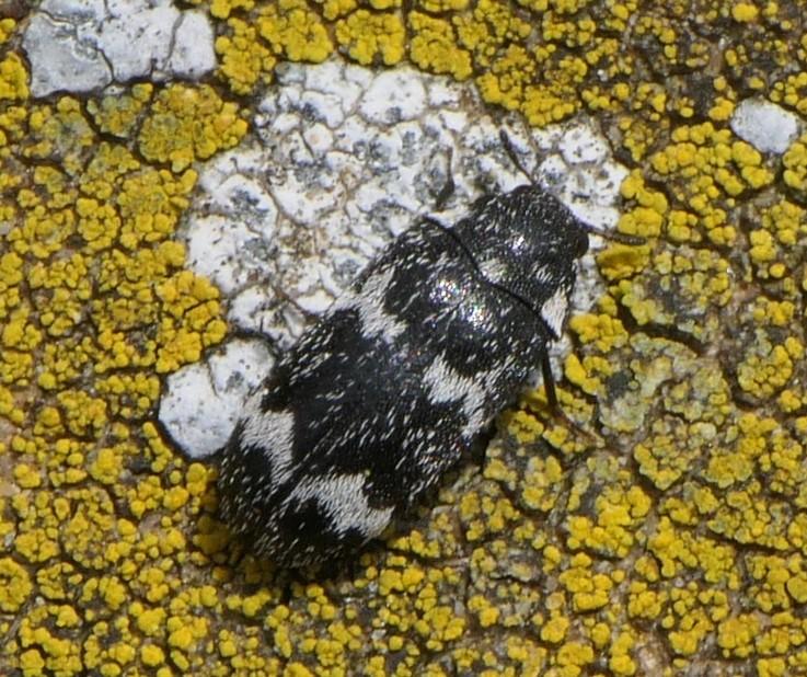 Peckleton, Kirkby Mallory & Stapleton | NatureSpot