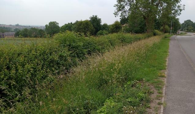 Sileby, Seagrave Rd verge | NatureSpot
