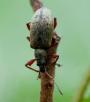 Guide to Weevils in Trees | NatureSpot