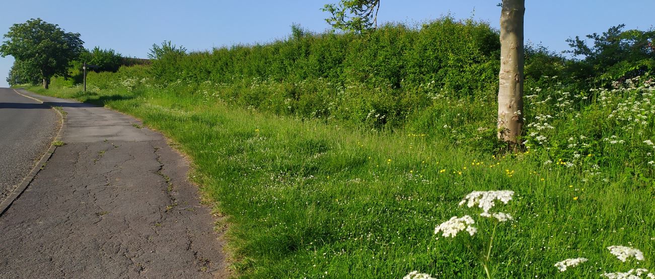 Wymeswold Burton Lane verge | NatureSpot